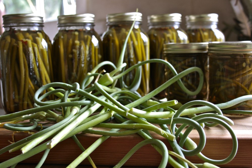 Asian pickled garlic scapes – Aberfoyle Farmers' Market